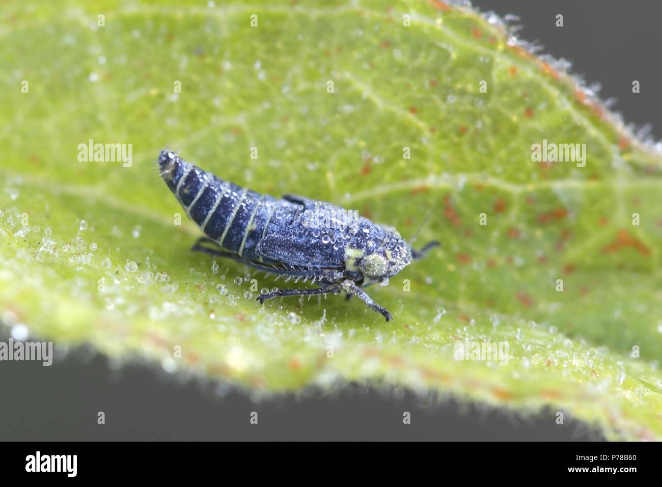 Insecte bleu Banque de photographies et d’images à haute résolution - Alamy