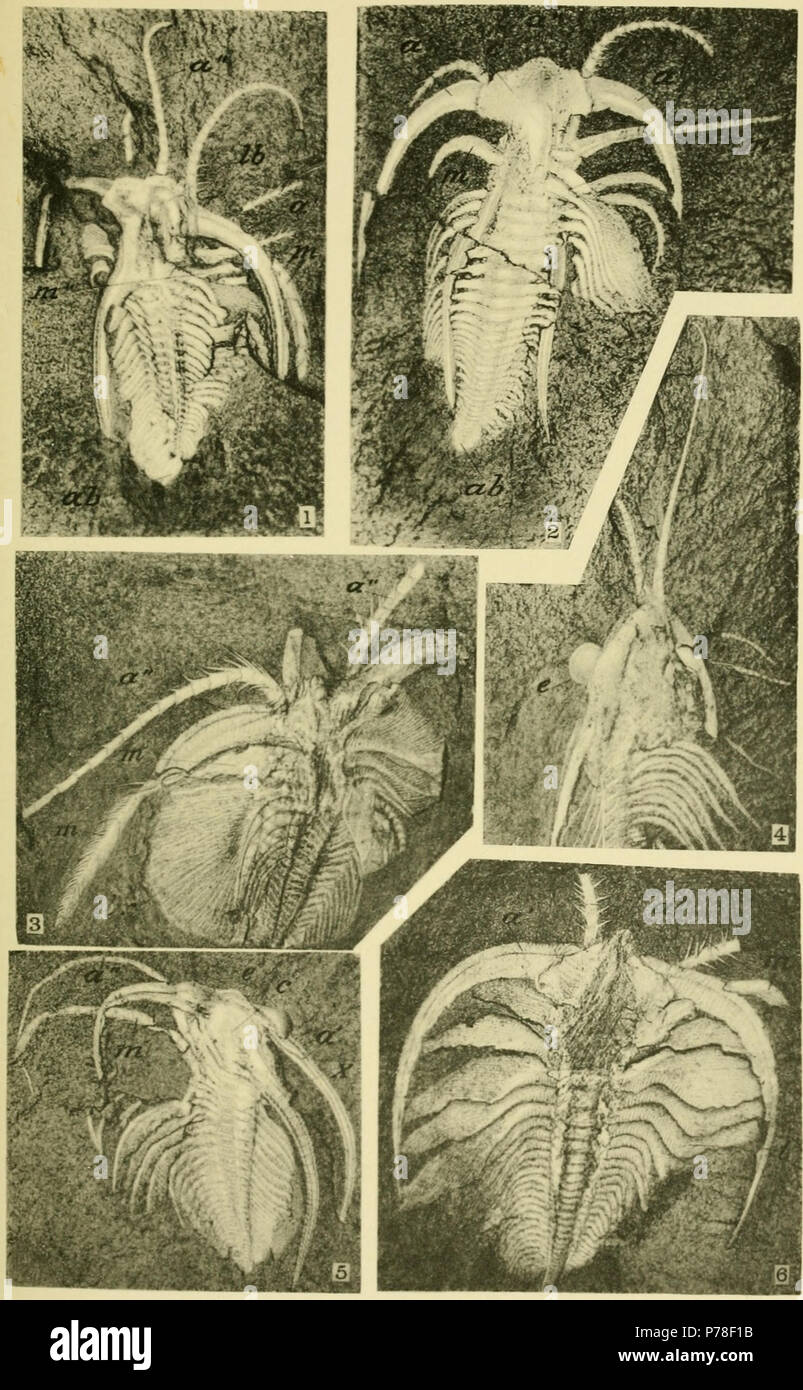 Planche 25 : Les crustacés du Cambrien moyen (Marrella) 1. Marrella ...