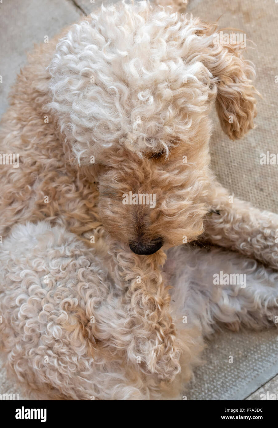 Labradoodles beige Banque de photographies et d’images à haute ...