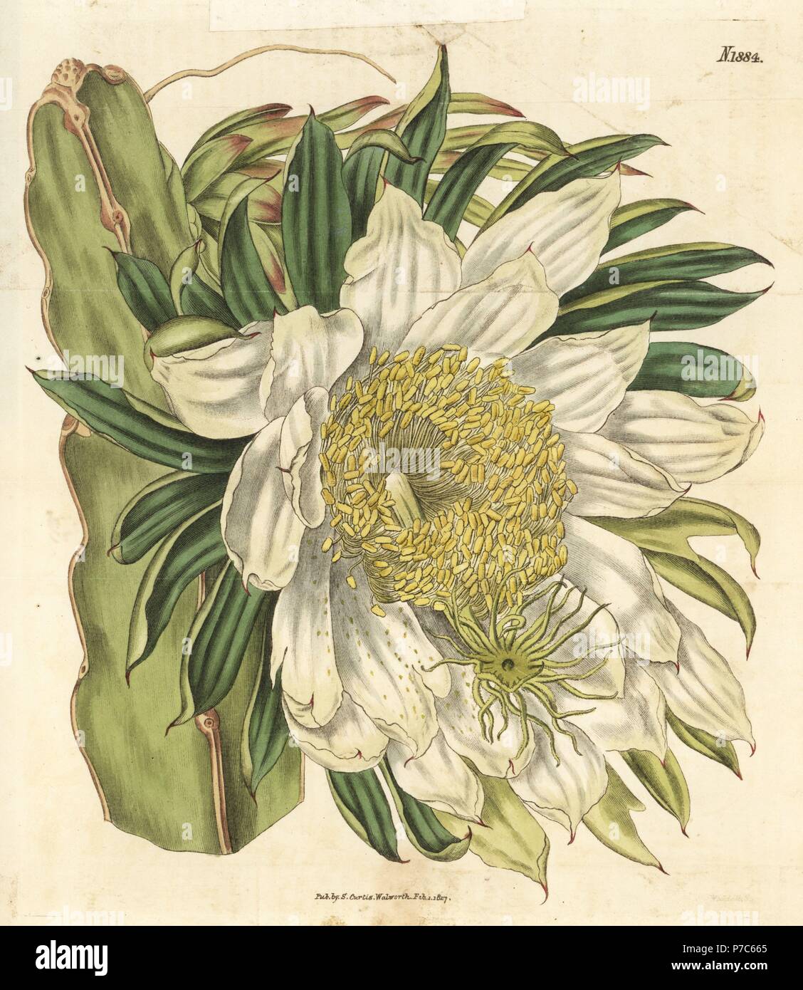 Cereus rampant triangulaire Banque de photographies et d’images à haute ...