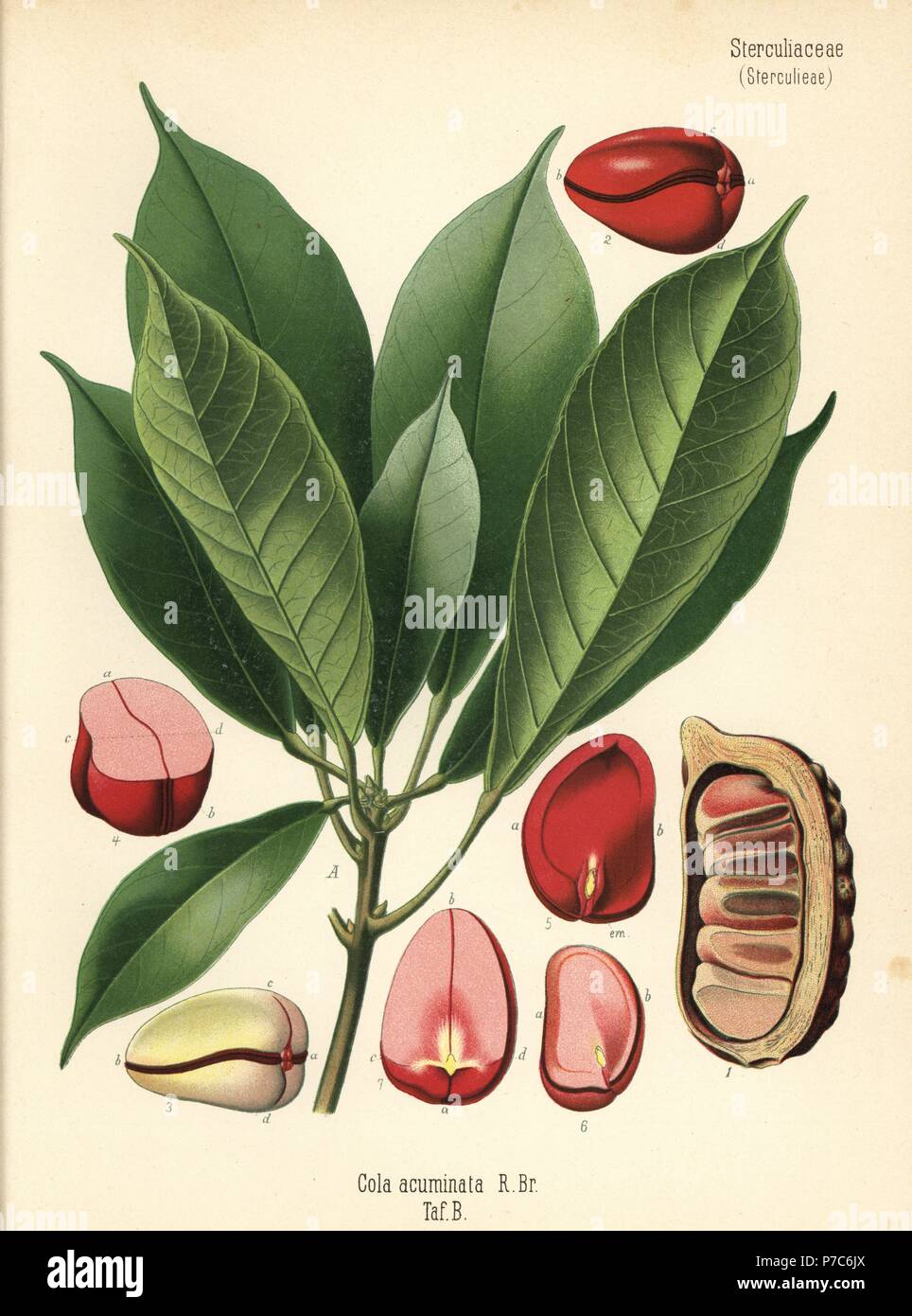 Noix de Kola ou arbre de kola, Cola acuminata. Chromolithographie après ...