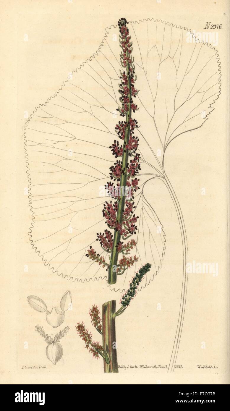 Gunnera perpensa Banque de photographies et d’images à haute résolution ...