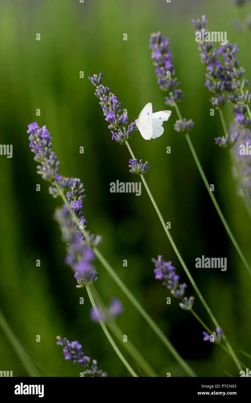 Papillon lavande Banque de photographies et d’images à haute résolution ...