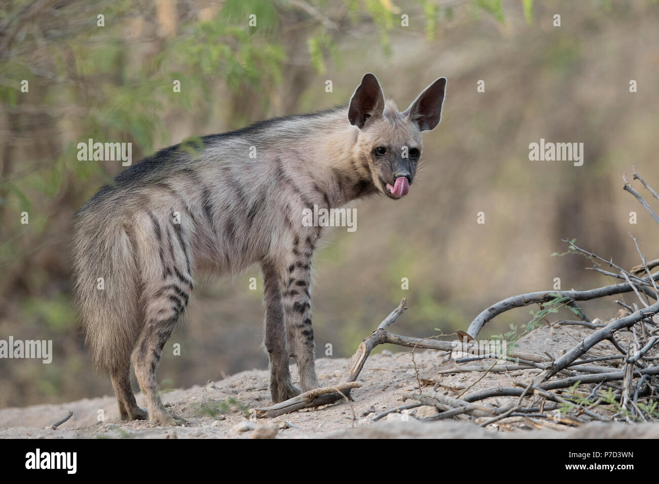 Hyène rayé Banque de photographies et d’images à haute résolution - Alamy
