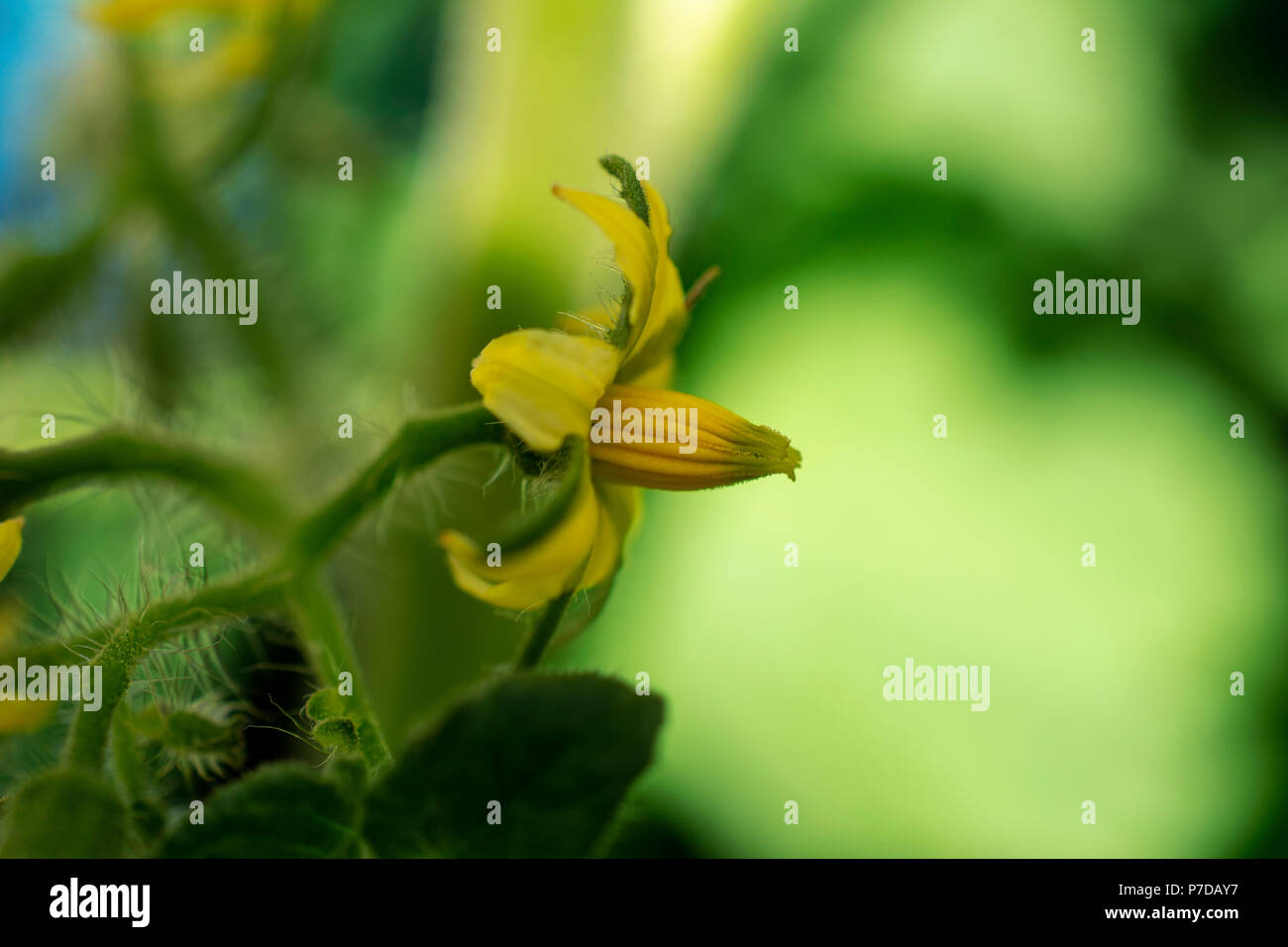 Plante de fleur de tomate Banque de photographies et d’images à haute ...