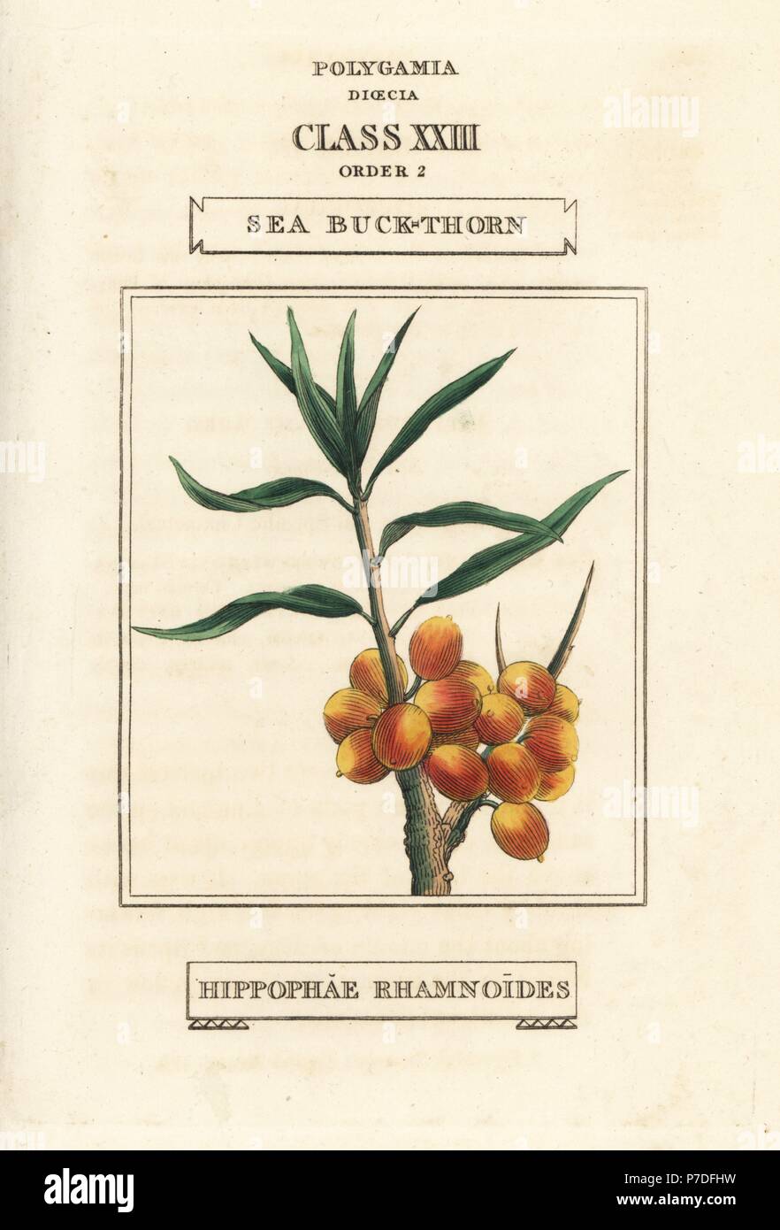 Elaeagnus rhamnoides Banque de photographies et d’images à haute ...