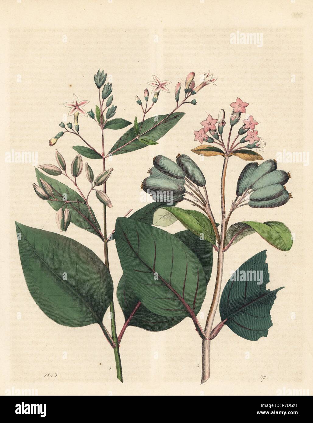 écorce de quinquina pubescens Banque de photographies et d’images à ...