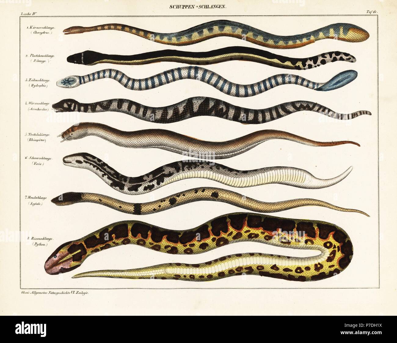 Fichier Marine serpent, Chersydrus granulatus, serpent de mer ...