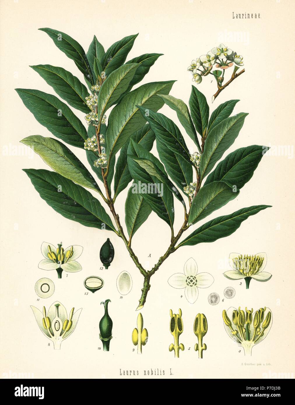 Laurier-sauce ou sweet bay tree, Laurus nobilis. Chromolithographie par ...