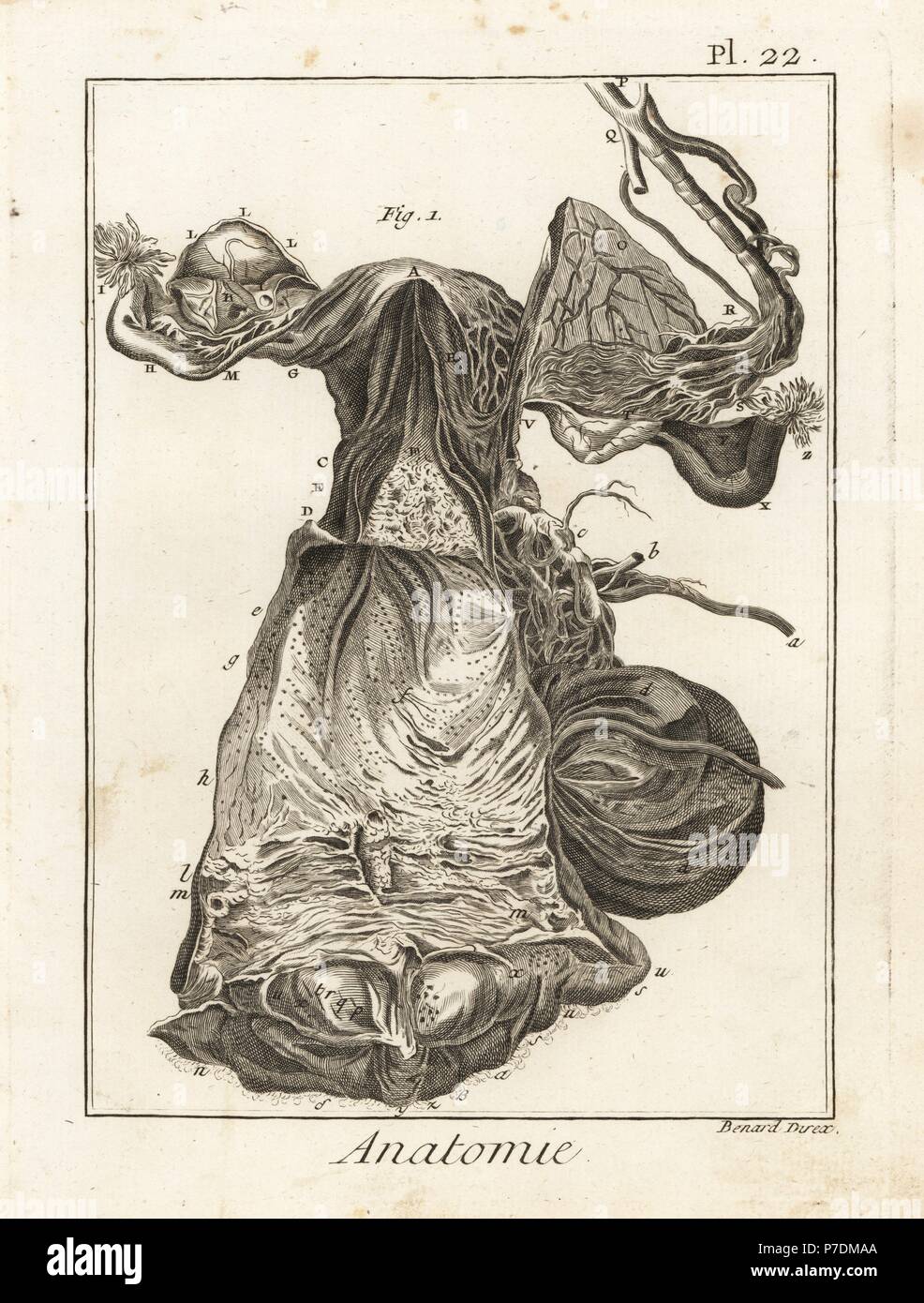 Détails de l'utérus et système reproducteur des femmes dont l'hymen ...