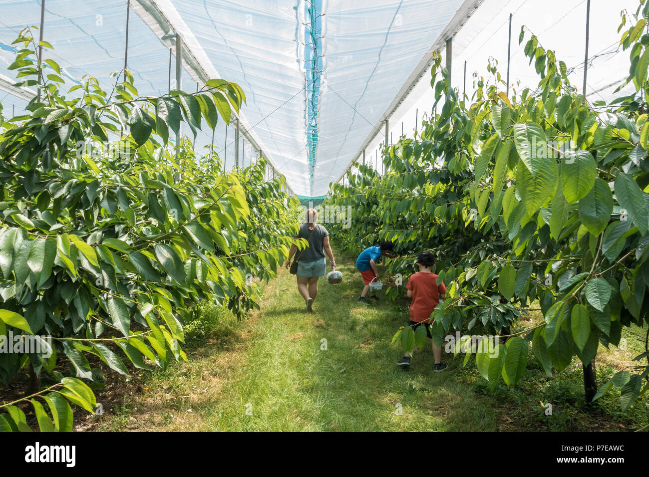 Cueillir des fruits dans une ferme Banque de photographies et d’images ...