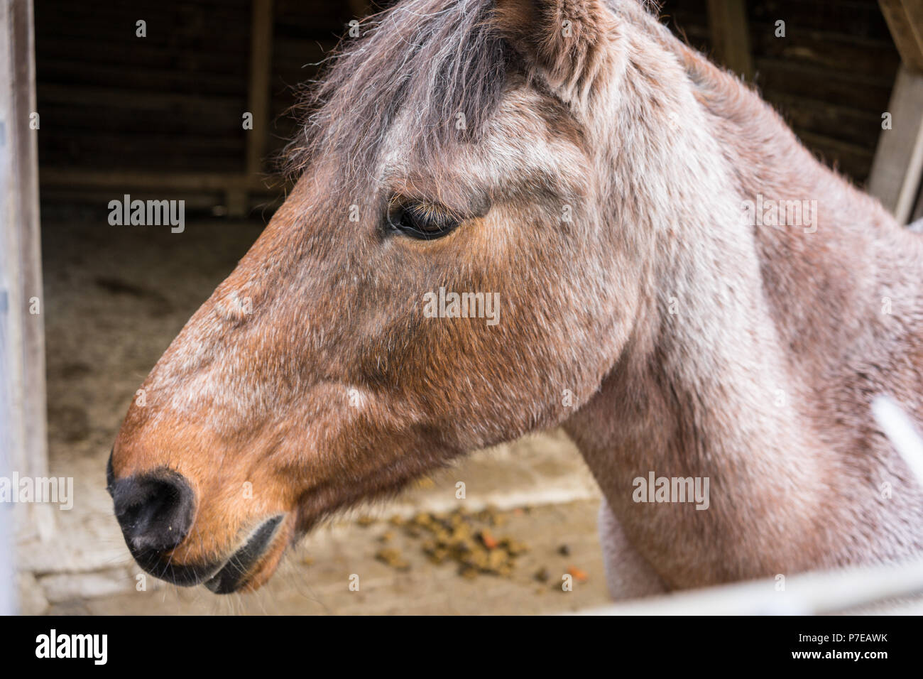 Visage de cheval Banque de photographies et d’images à haute résolution ...