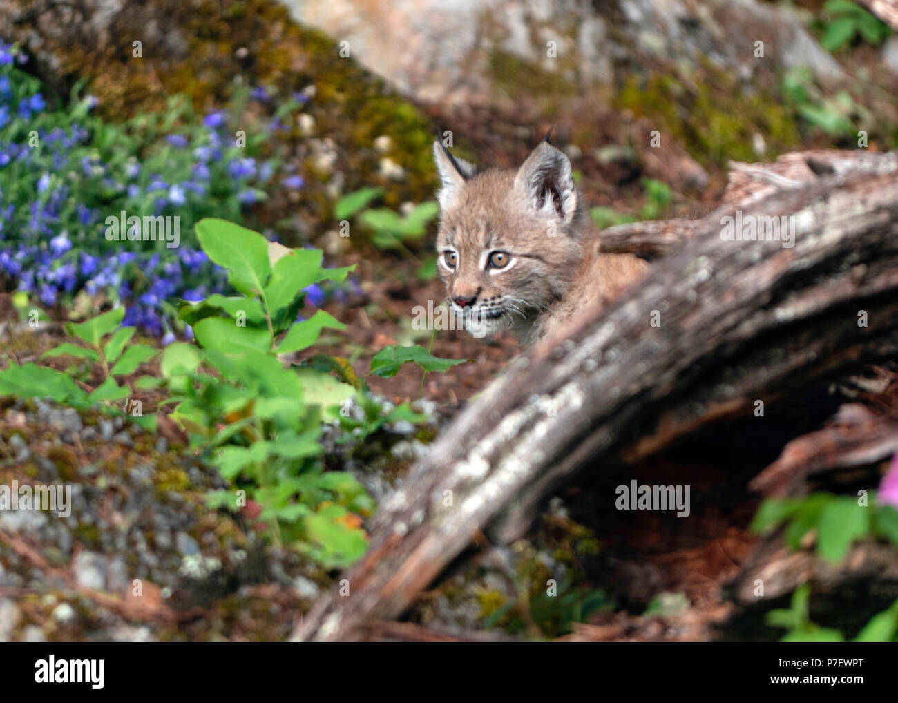 Lynx baby animal baby Banque de photographies et d’images à haute ...