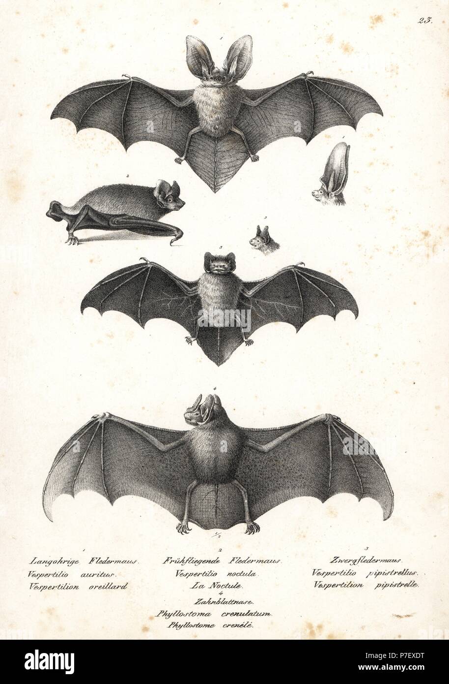 Common pipistrelle nyctalus noctula Banque de photographies et d’images ...