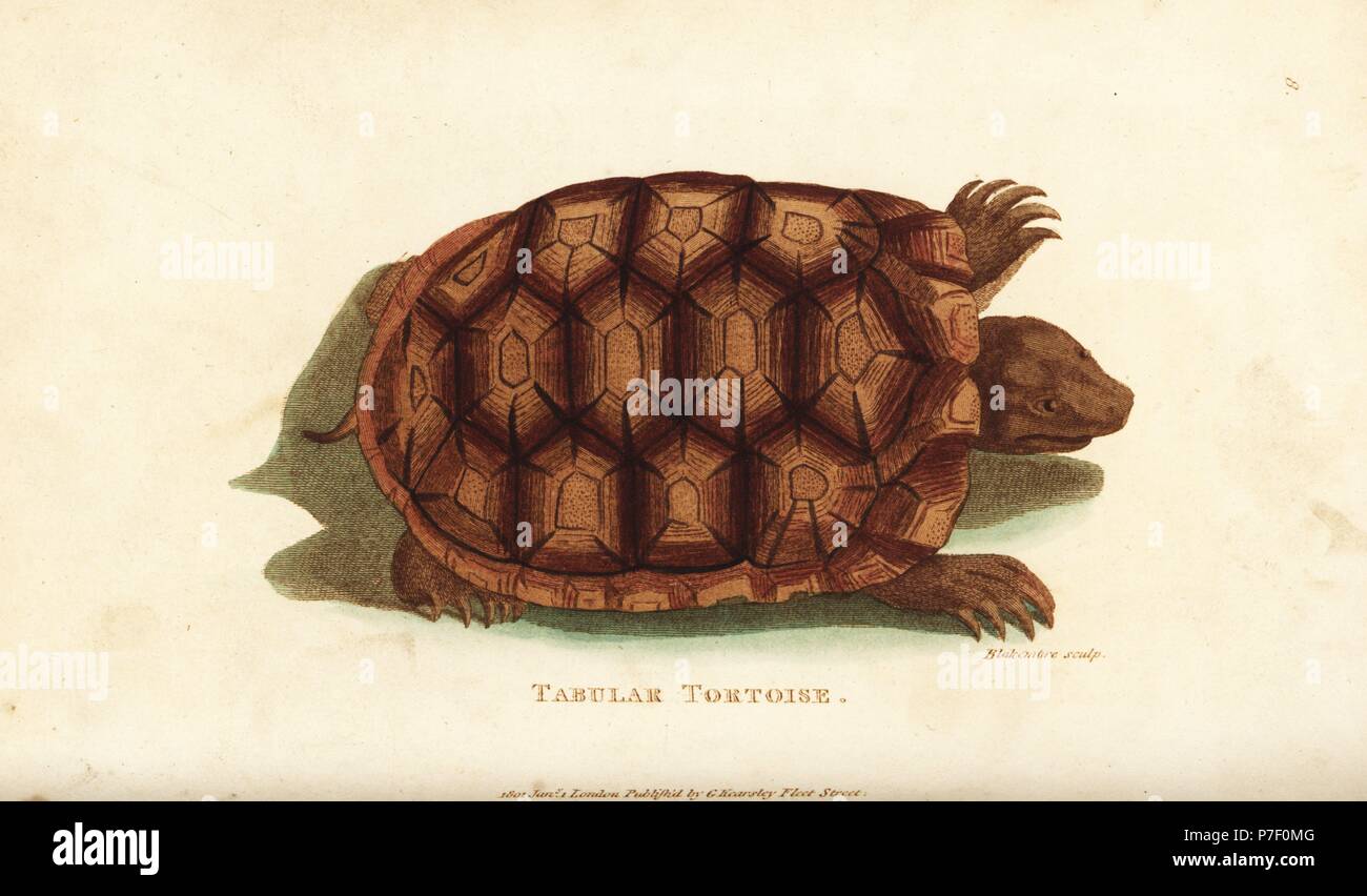 À pieds jaunes ou tortue géant brésilien, tortue Chelonoidis ...