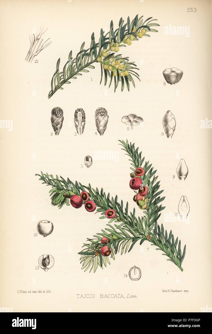 Henry trimen taxus Banque de photographies et d’images à haute ...