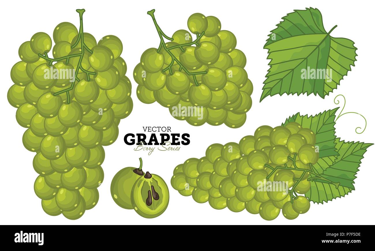 Grappe de graines Banque d'images vectorielles - Alamy