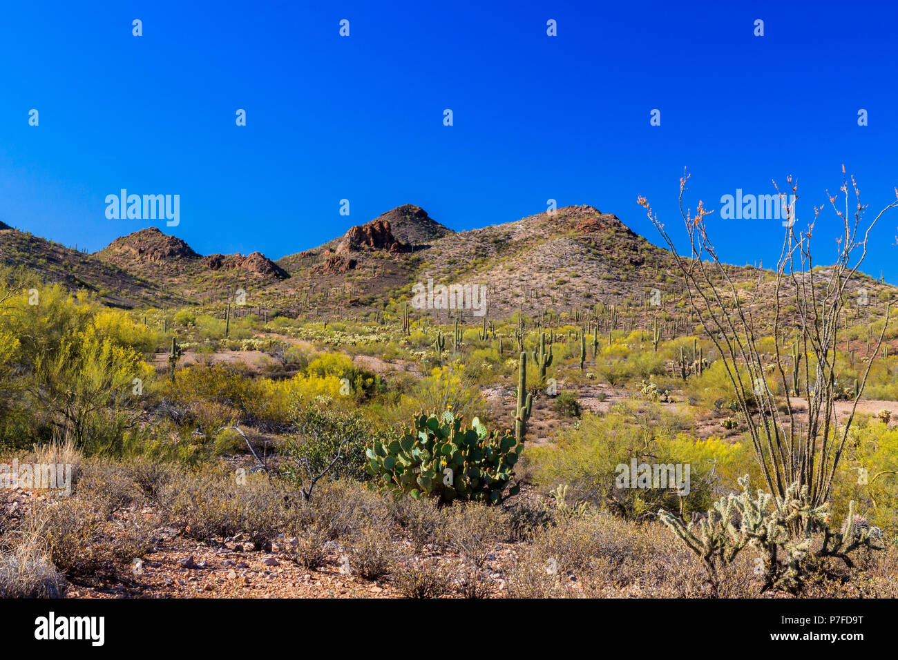 Paysage de printemps de l'Arizona désert de Sonora. Saguaro, ocotillo ...
