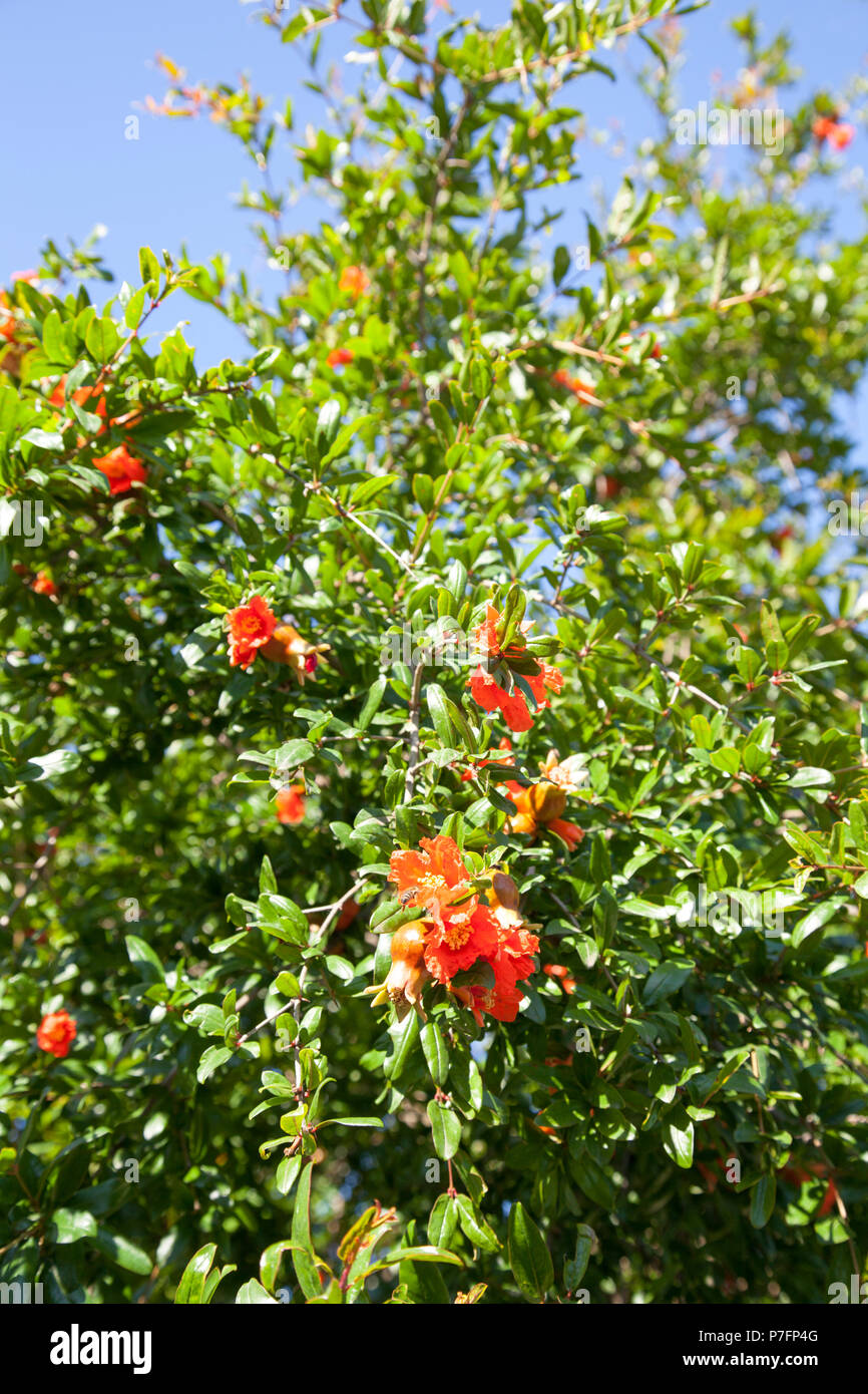 Petits fruits rouges Banque de photographies et d’images à haute ...
