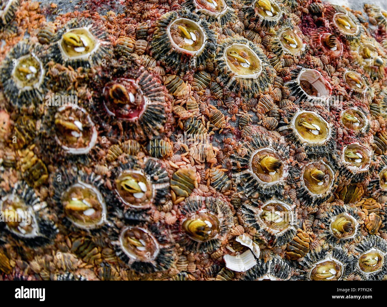Pou De Baleine Banque d'image et photos - Alamy