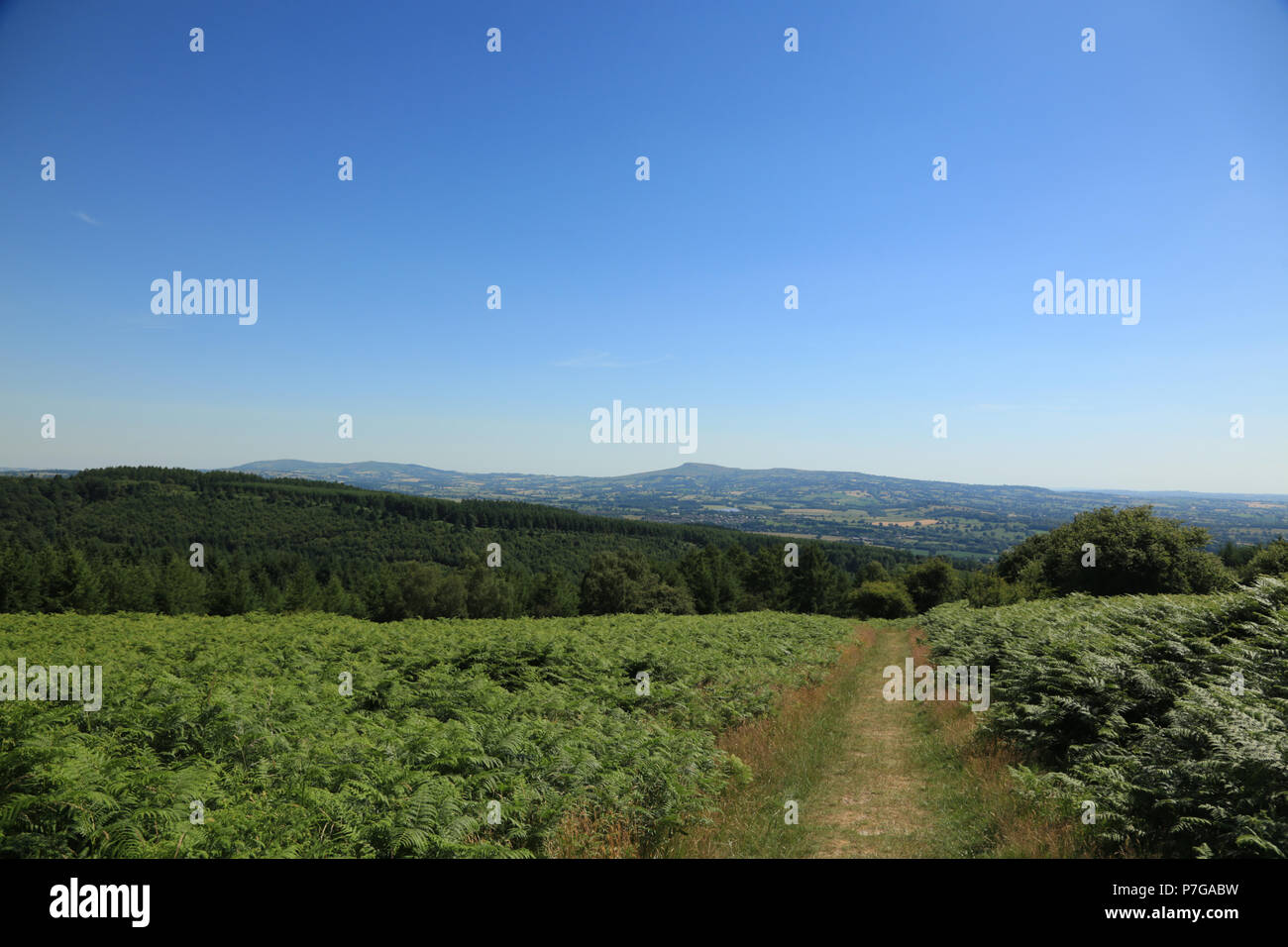 Mortimer forest Banque de photographies et d’images à haute résolution ...