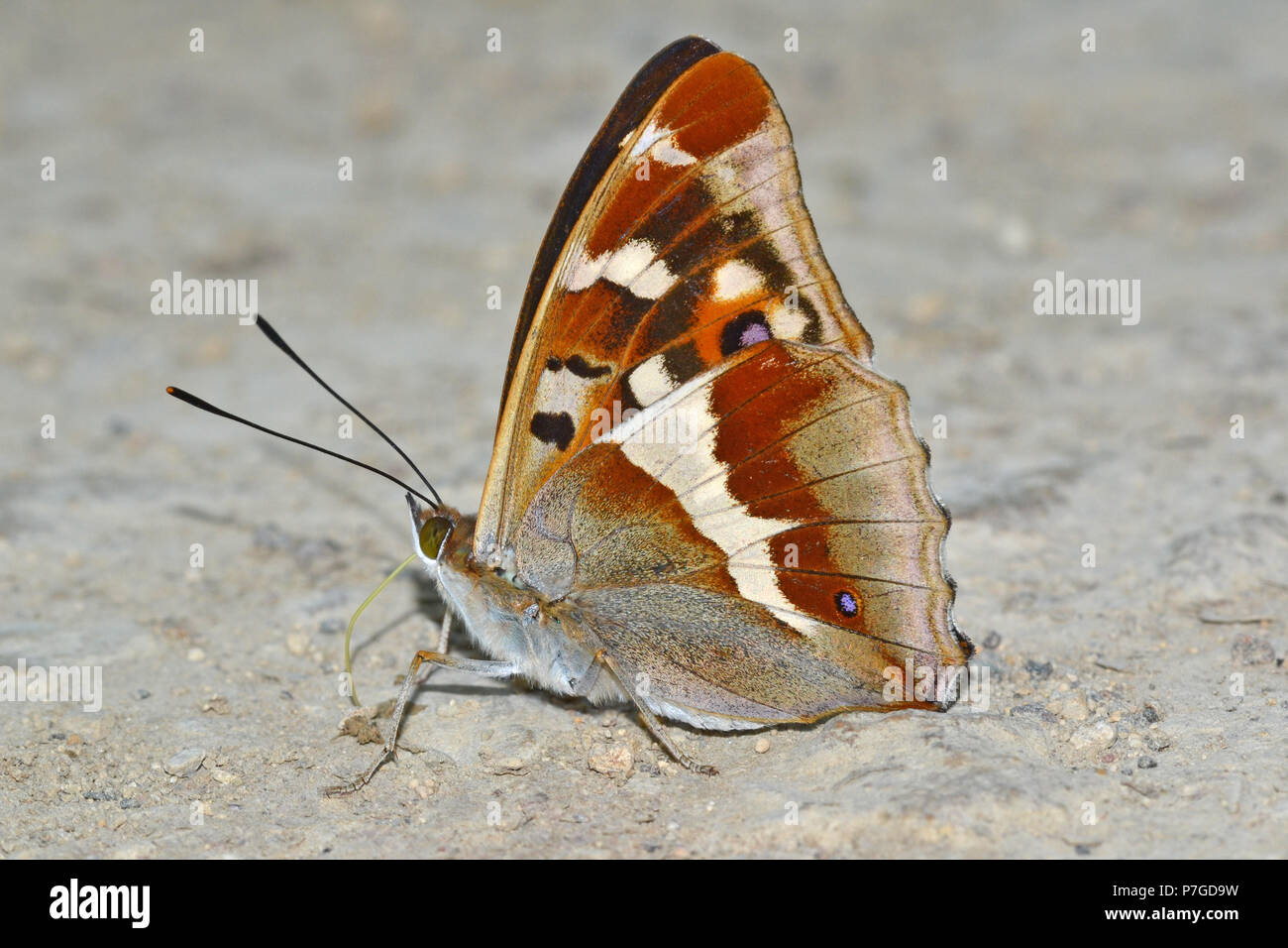 Bois de fermyn Banque de photographies et d’images à haute résolution ...