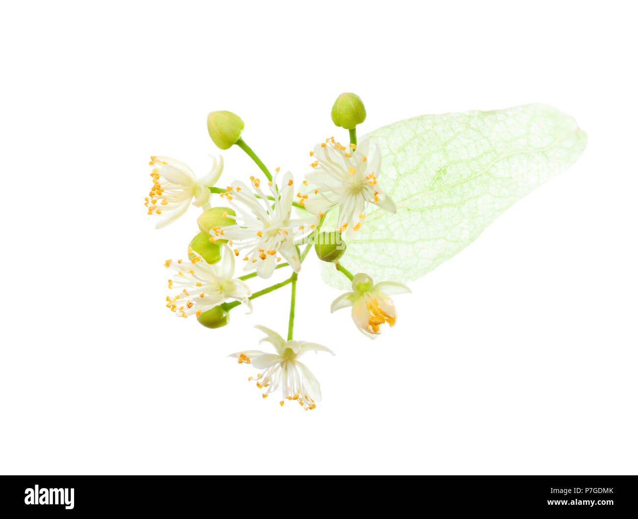 Fleurs de tilia Banque de photographies et d’images à haute résolution ...