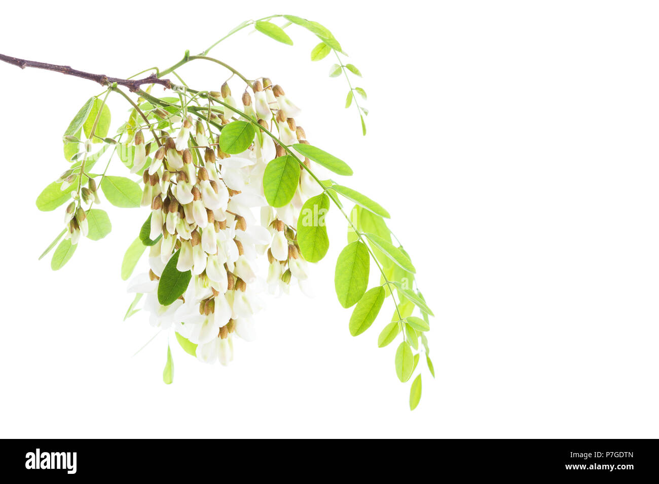 Faux acacia Banque de photographies et d’images à haute résolution - Alamy