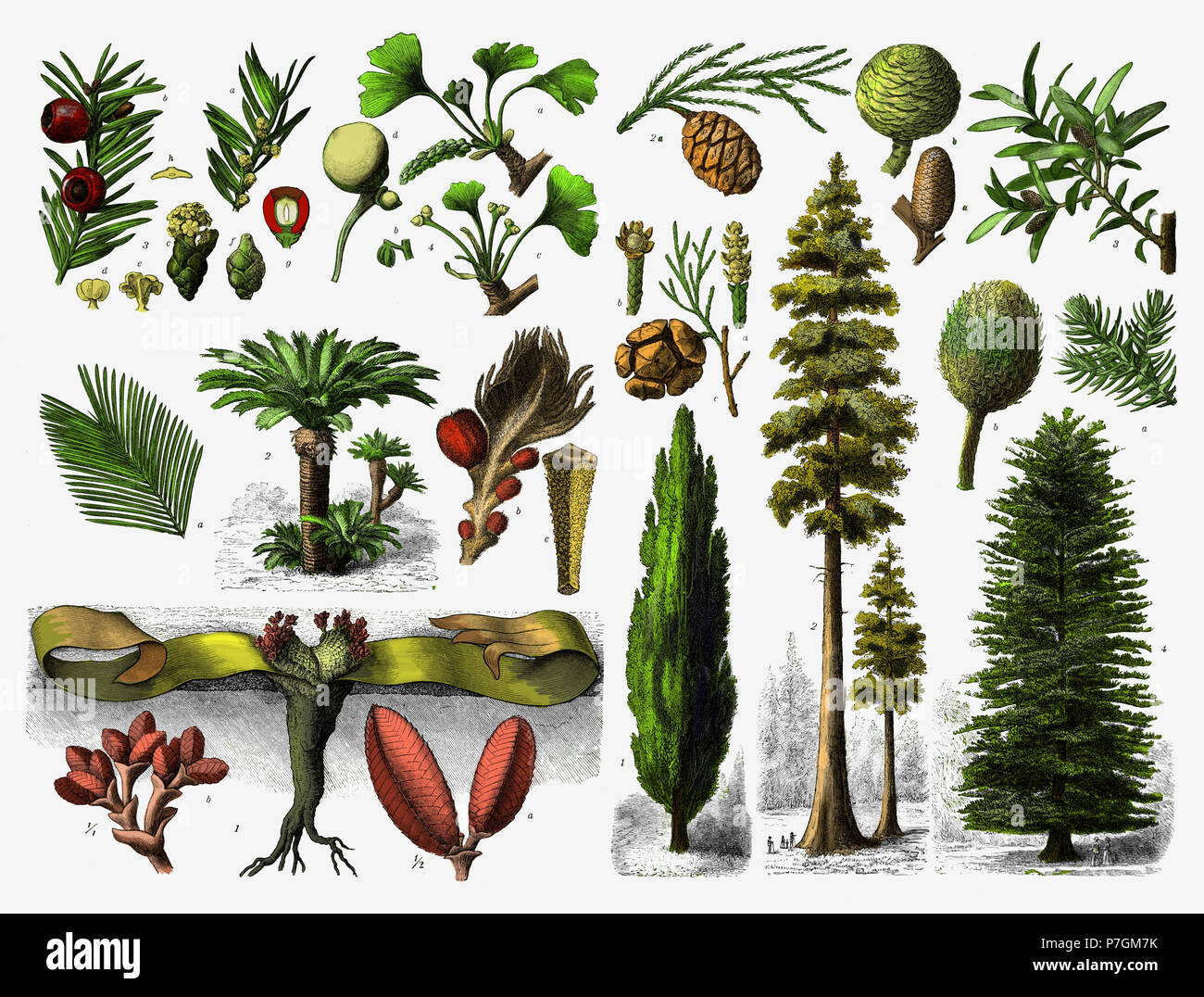 Divers GAUCHE 1 gymnospermes Welwitschia mirabilis 2--Cycas revoluta 3 ...