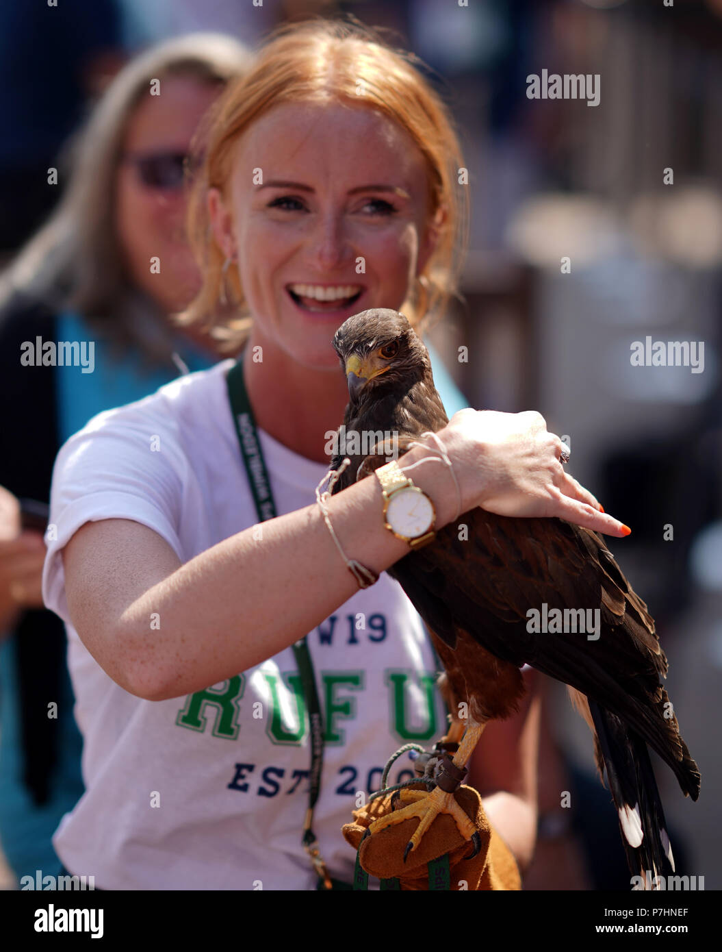 Rufus harris hawk Banque de photographies et d’images à haute ...