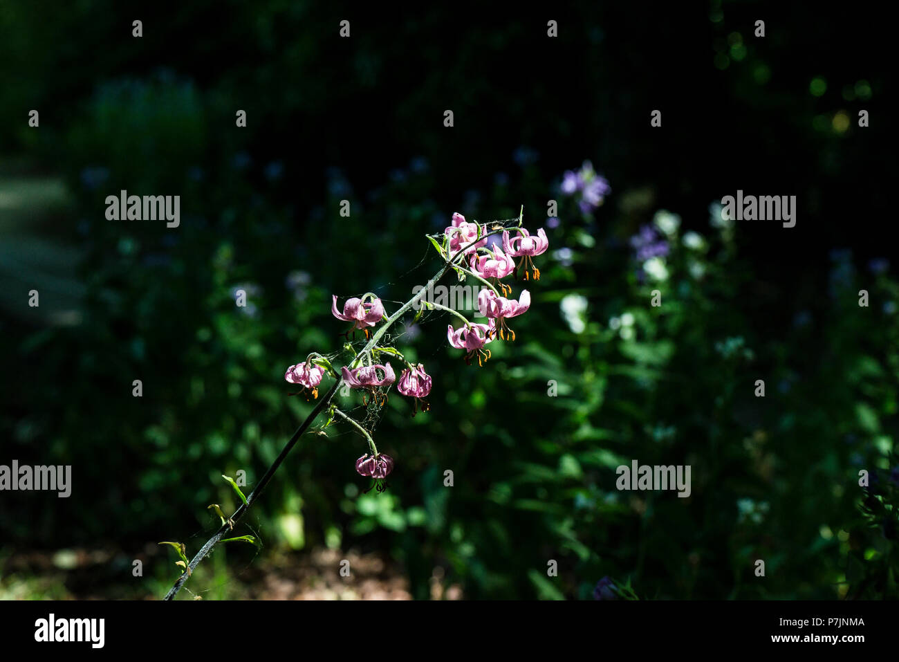 Sultan lily Banque de photographies et d’images à haute résolution - Alamy