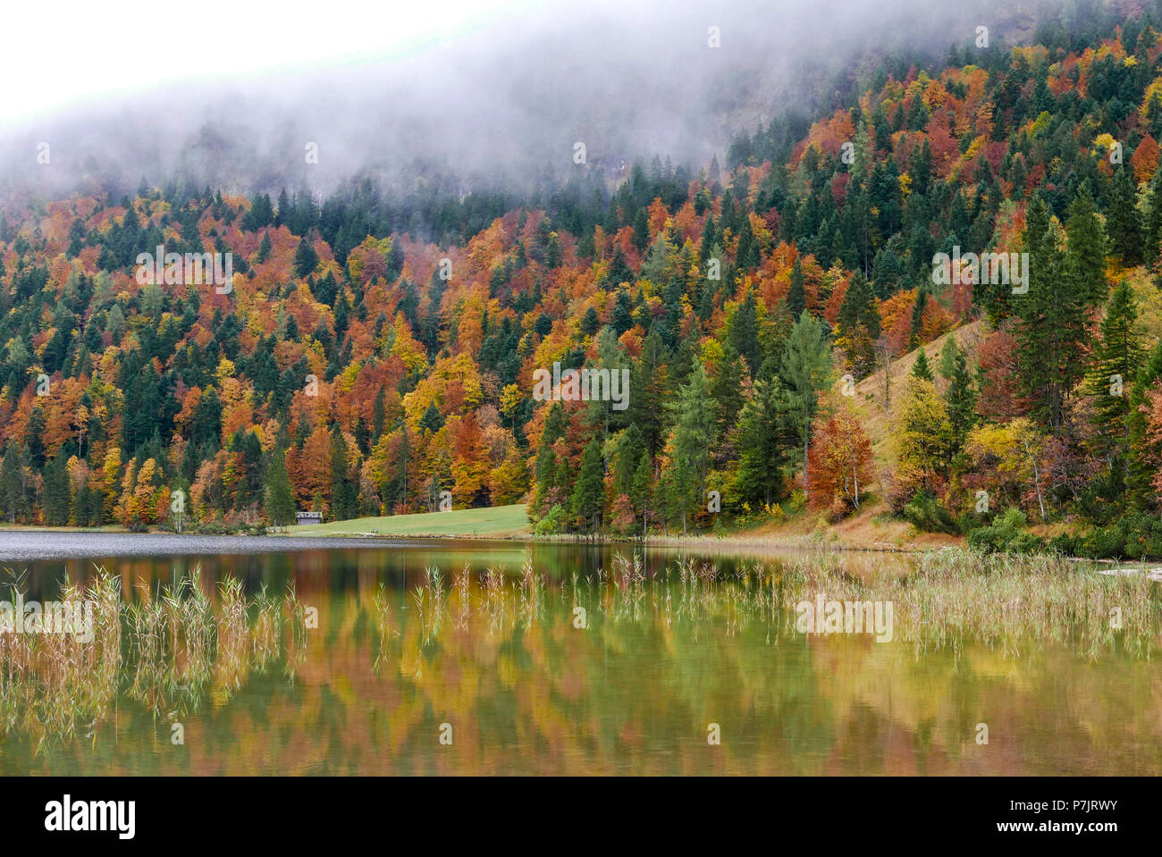 Foret mixte et lac Banque de photographies et d’images à haute ...