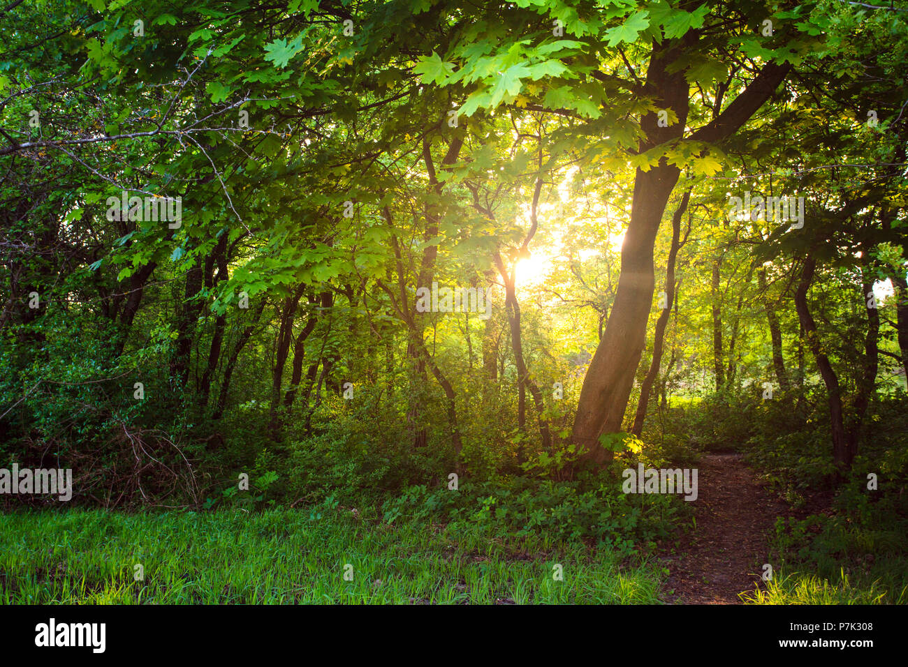 Petits bois Banque de photographies et d’images à haute résolution - Alamy