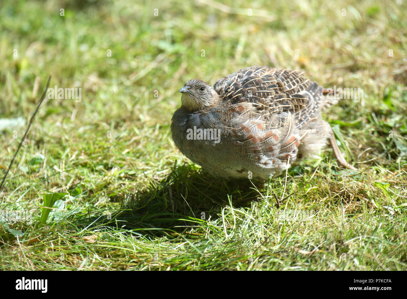 Perdrix perdrix oiseau oiseau Banque de photographies et d’images à ...