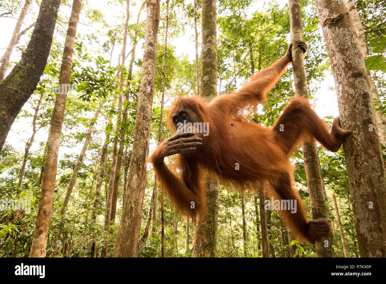 Primate Singe Orang Outan Banque d'image et photos - Alamy