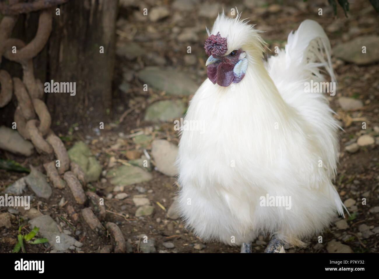 Poule soyeuse Banque de photographies et d’images à haute résolution ...