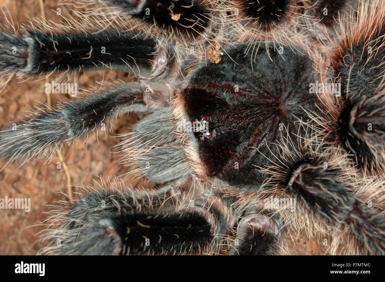 Lasiodora parahybana Banque de photographies et d’images à haute ...