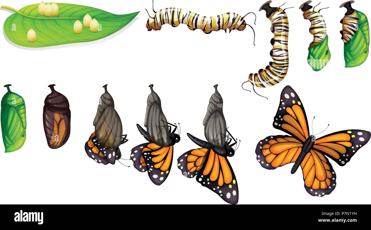 Cycle de vie du papillon Banque d'images vectorielles - Alamy
