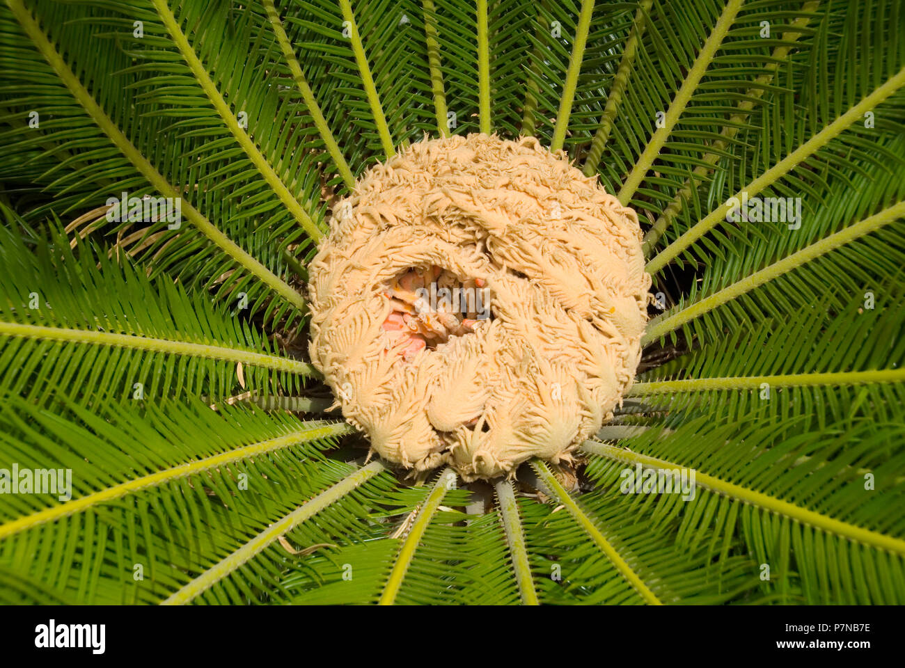 Cône femelle de cycadales (Cycas revoluta Photo Stock - Alamy