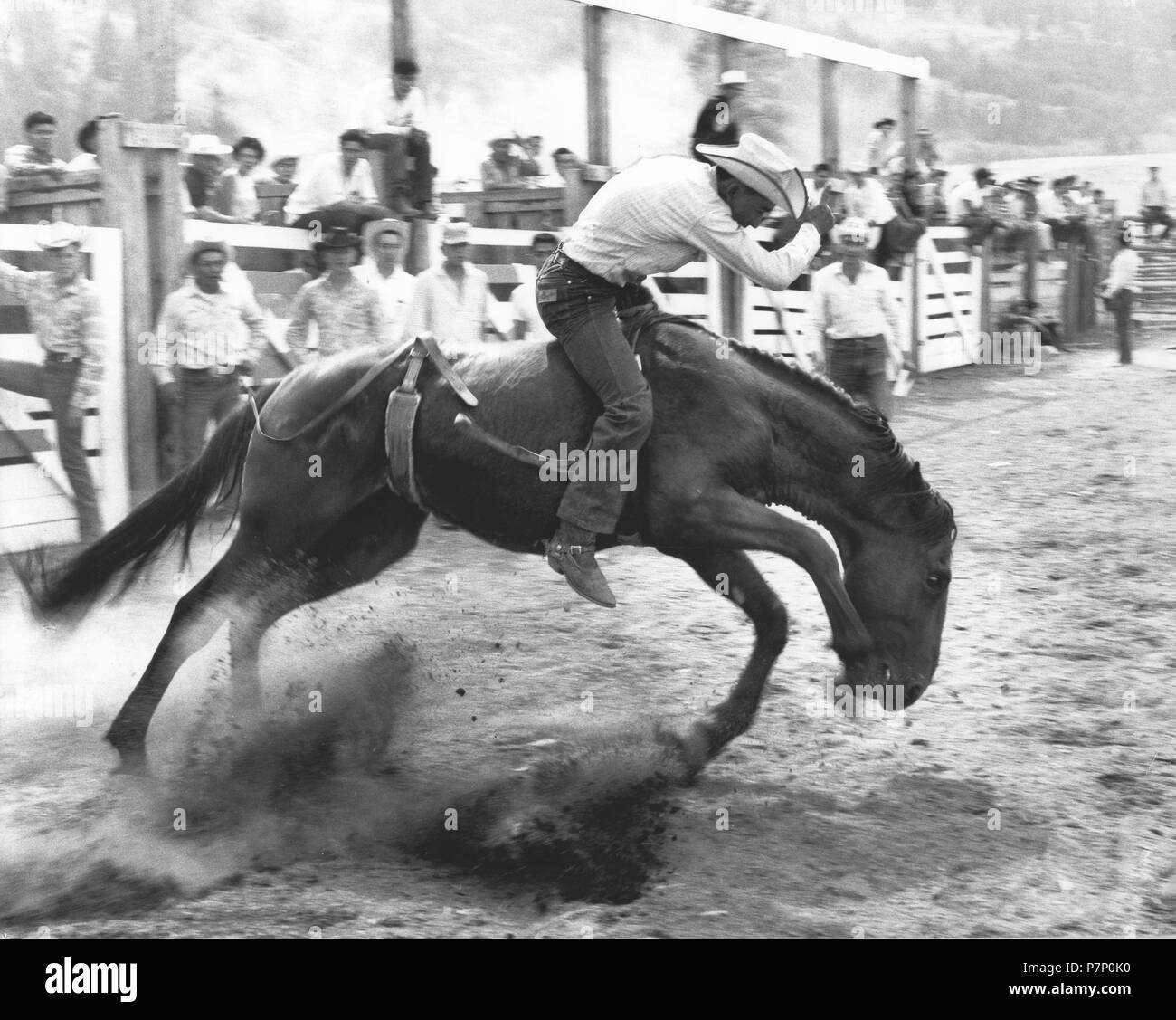 Posture du cheval Banque de photographies et d’images à haute ...