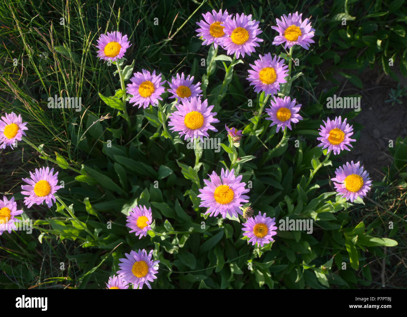 Plante subalpine Banque de photographies et d’images à haute résolution ...