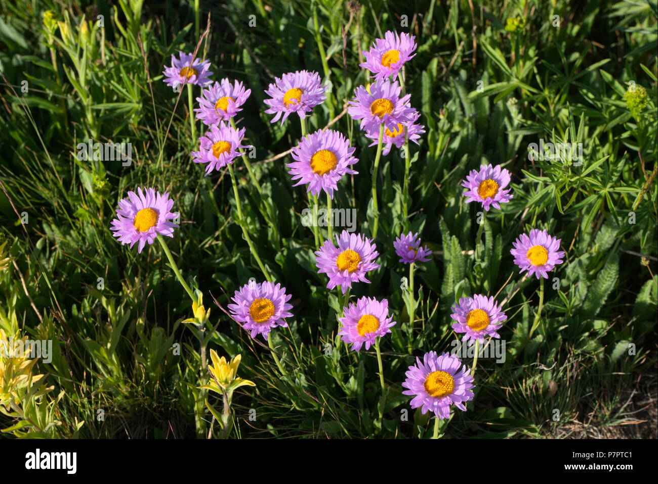 Plante subalpine Banque de photographies et d’images à haute résolution ...