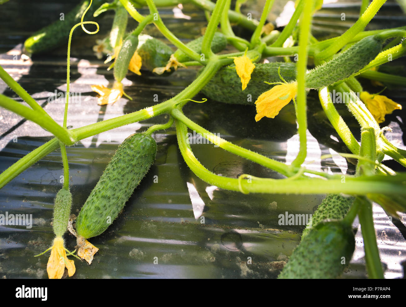 Champs de concombre Banque de photographies et d’images à haute ...