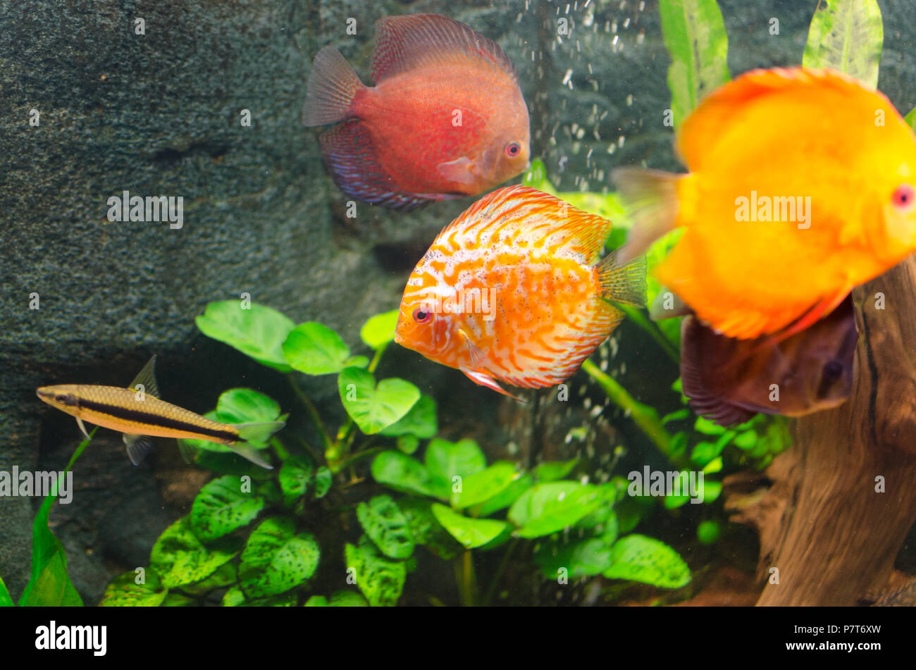 Bulles dans l'aquarium Banque de photographies et d’images à haute ...