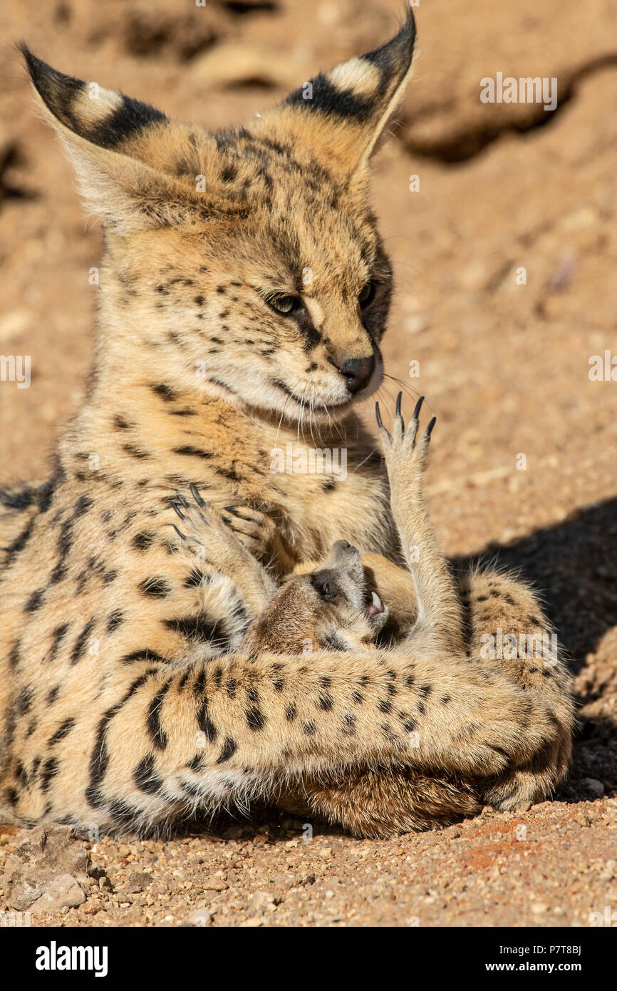 Serval leptailurus serval Banque de photographies et d’images à haute résolution - Alamy