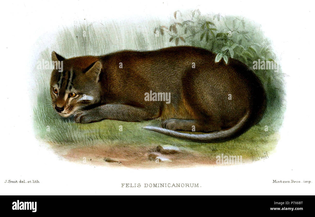 Pardofelis temminckii temminckii Banque d'images détourées - Alamy