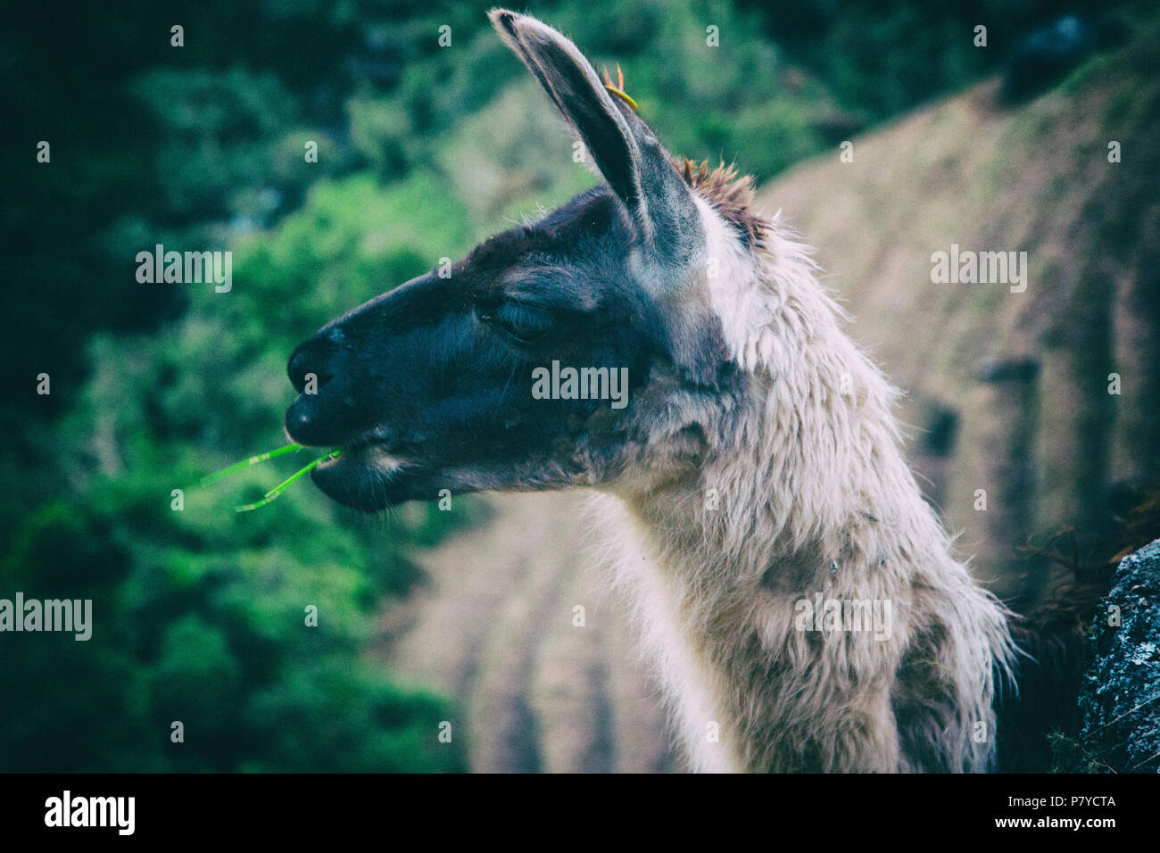 L'élevage de lamas en terrasse sur le chemin de l'Inca à Machu Picchu ...