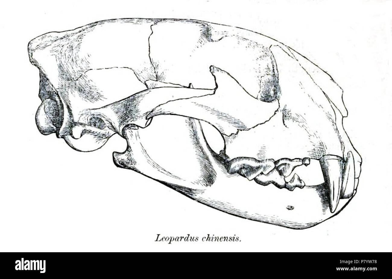 Gris chinensis Banque de photographies et d’images à haute résolution ...