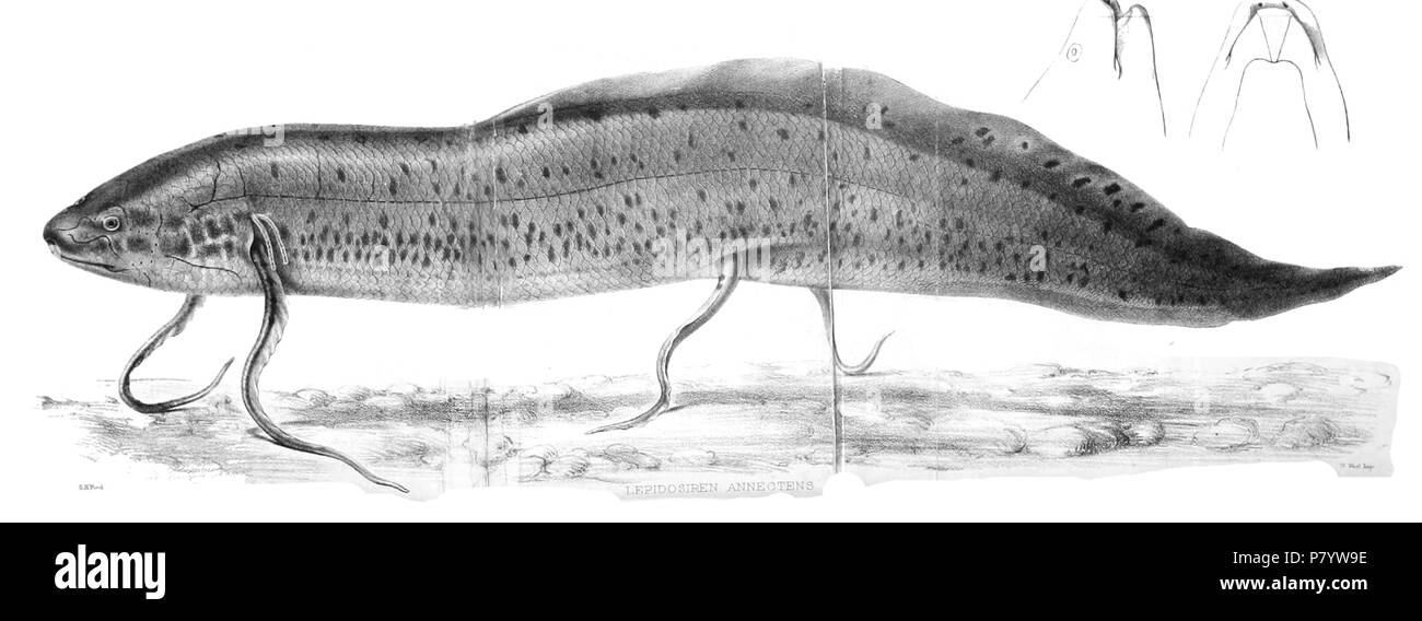 Dessin de protopterus annectens Banque de photographies et d’images à ...