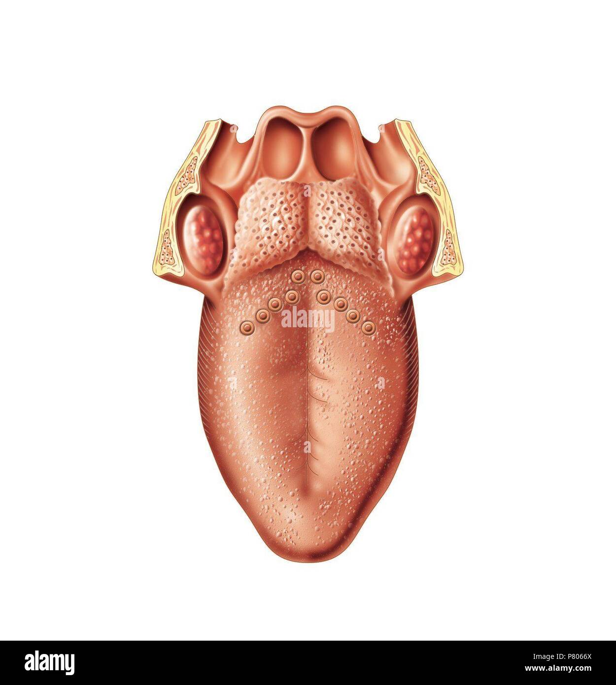 Human body tongue taste body Banque d'images détourées - Alamy